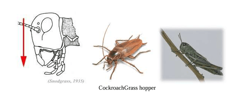 Structure Of Head - Indianagriexam.com