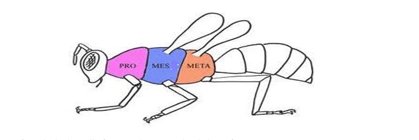 Structure Of Thorax - Indianagriexam.com